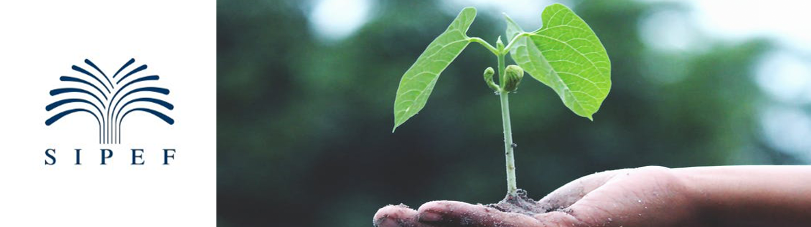 Sipef kijkt tegen nieuwe palmolieheffingen aan | Bolero