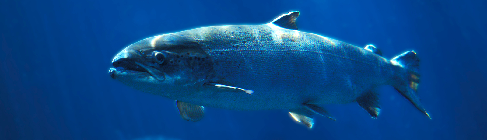 Zalmprijzen bereikten recordhoogtes | Bolero